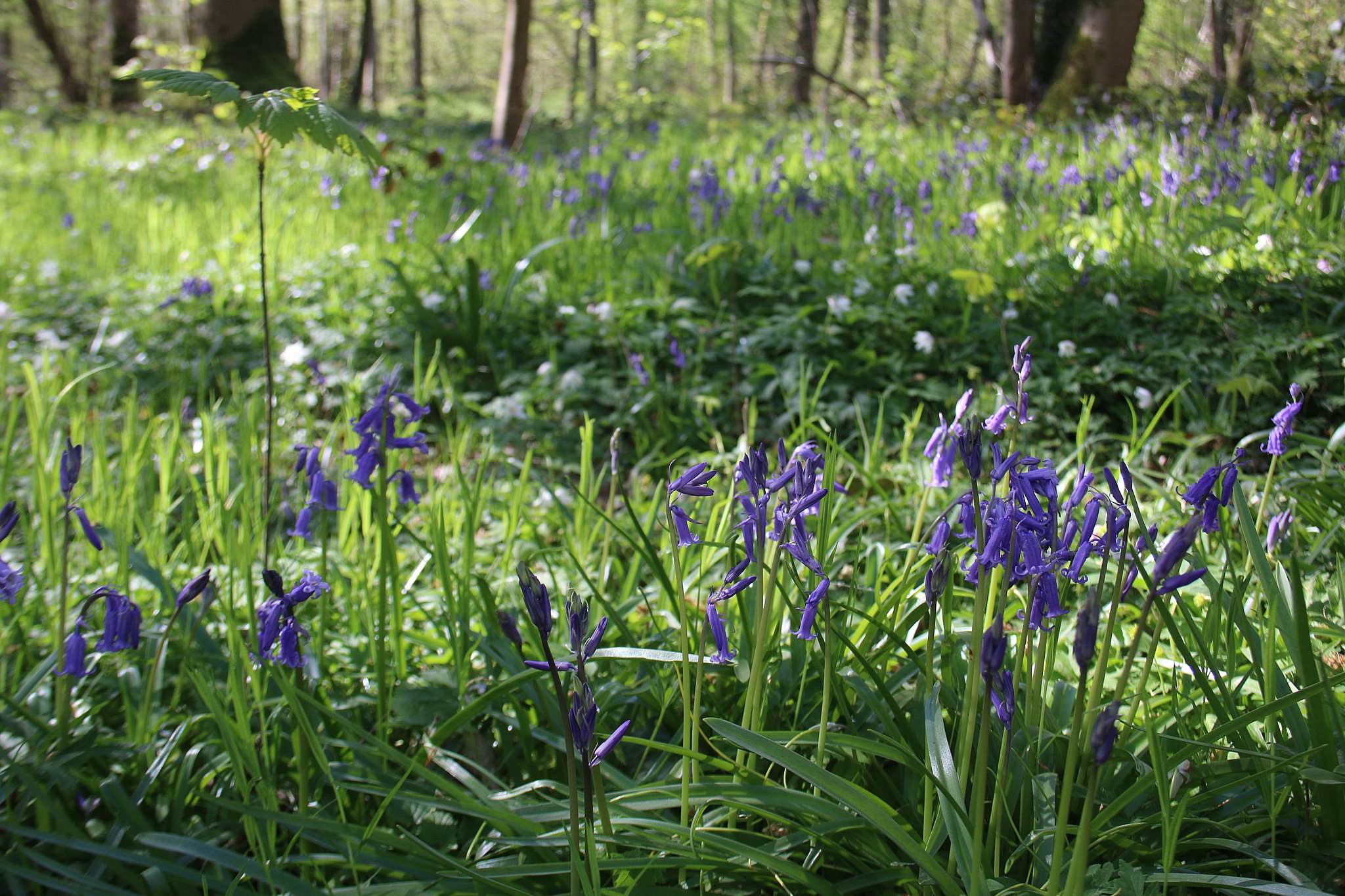 Bluebell flowers in Silly - An awarded sustainable European landscape